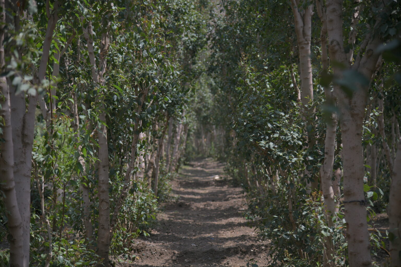 Qat in Wartime: Yemen’s Resilient National Habit - The Yemen Review ...